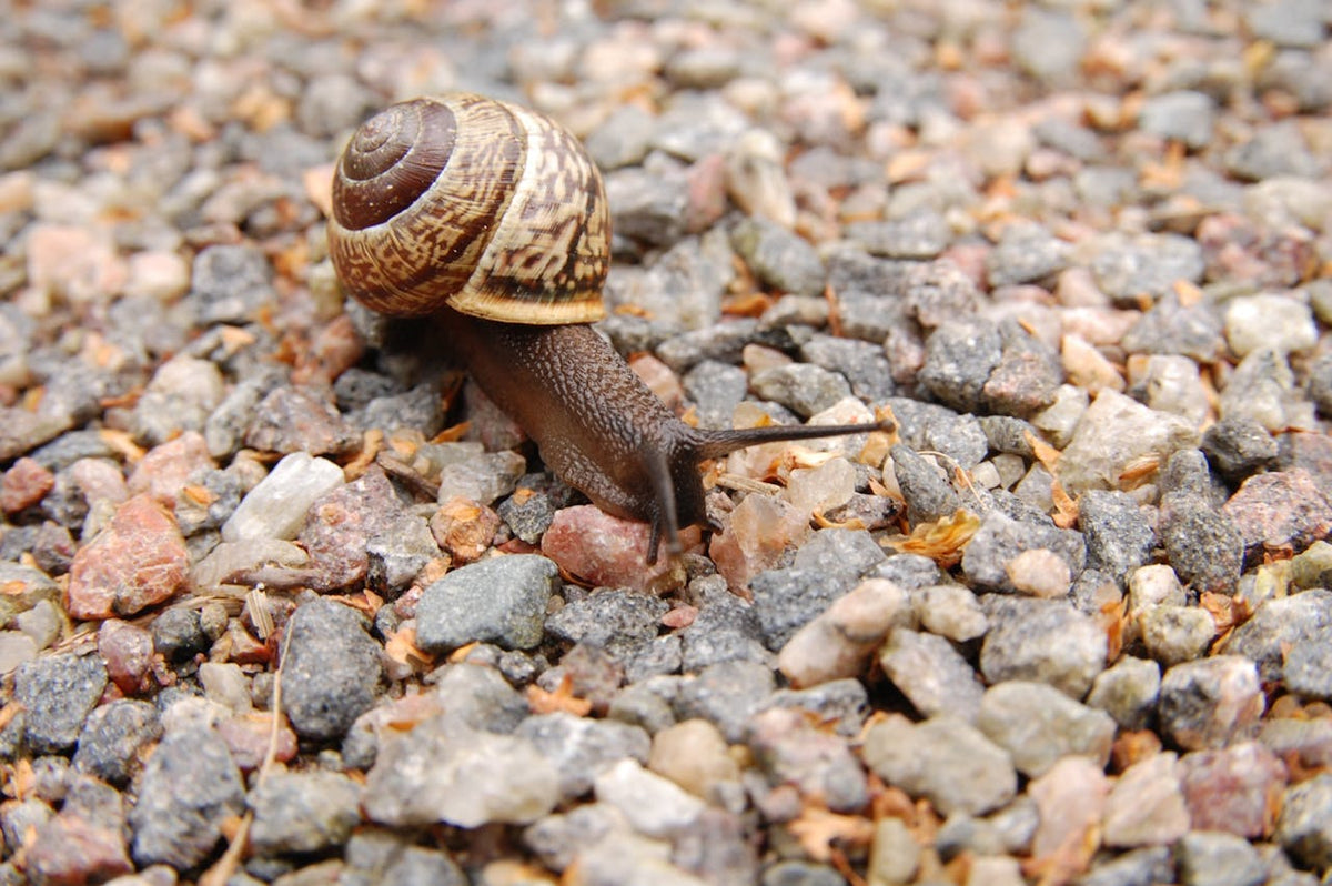Is Snail Mucin Halal? Are Snails Killed in Snail Mucin? – Wild Oak India